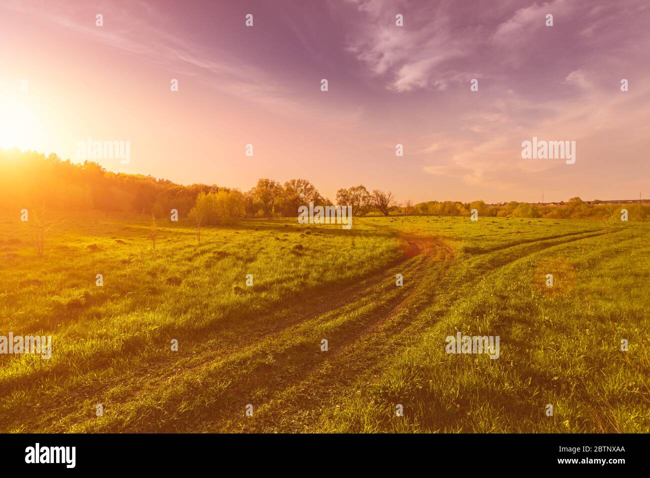 Sunset or dawn in a spring field with green grass, a path with tire ...