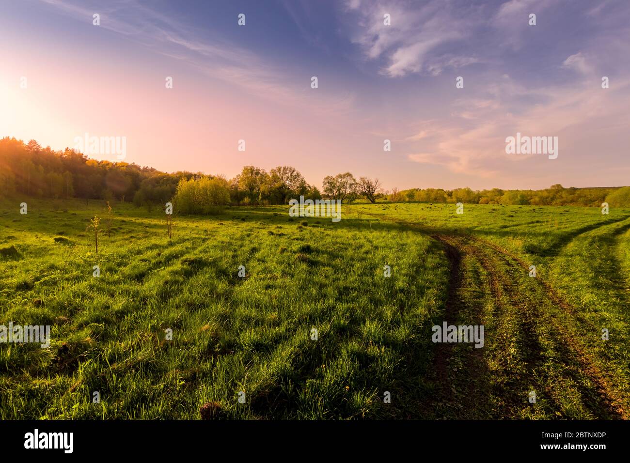 Sunset or dawn in a spring field with green grass, a path with tire ...