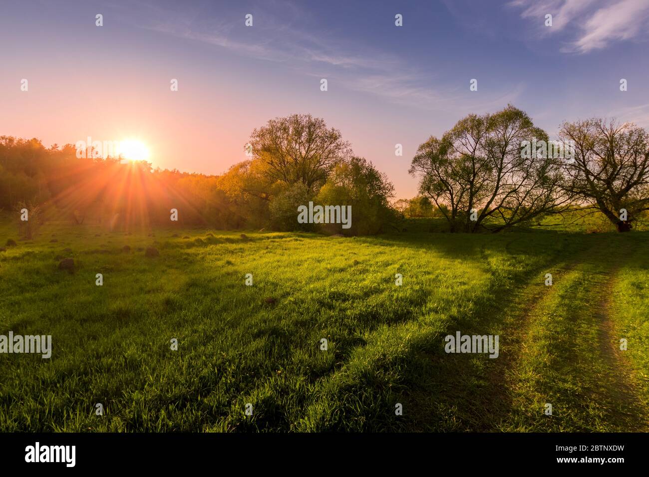 Sunset or dawn in a spring field with green grass, a path with tire ...