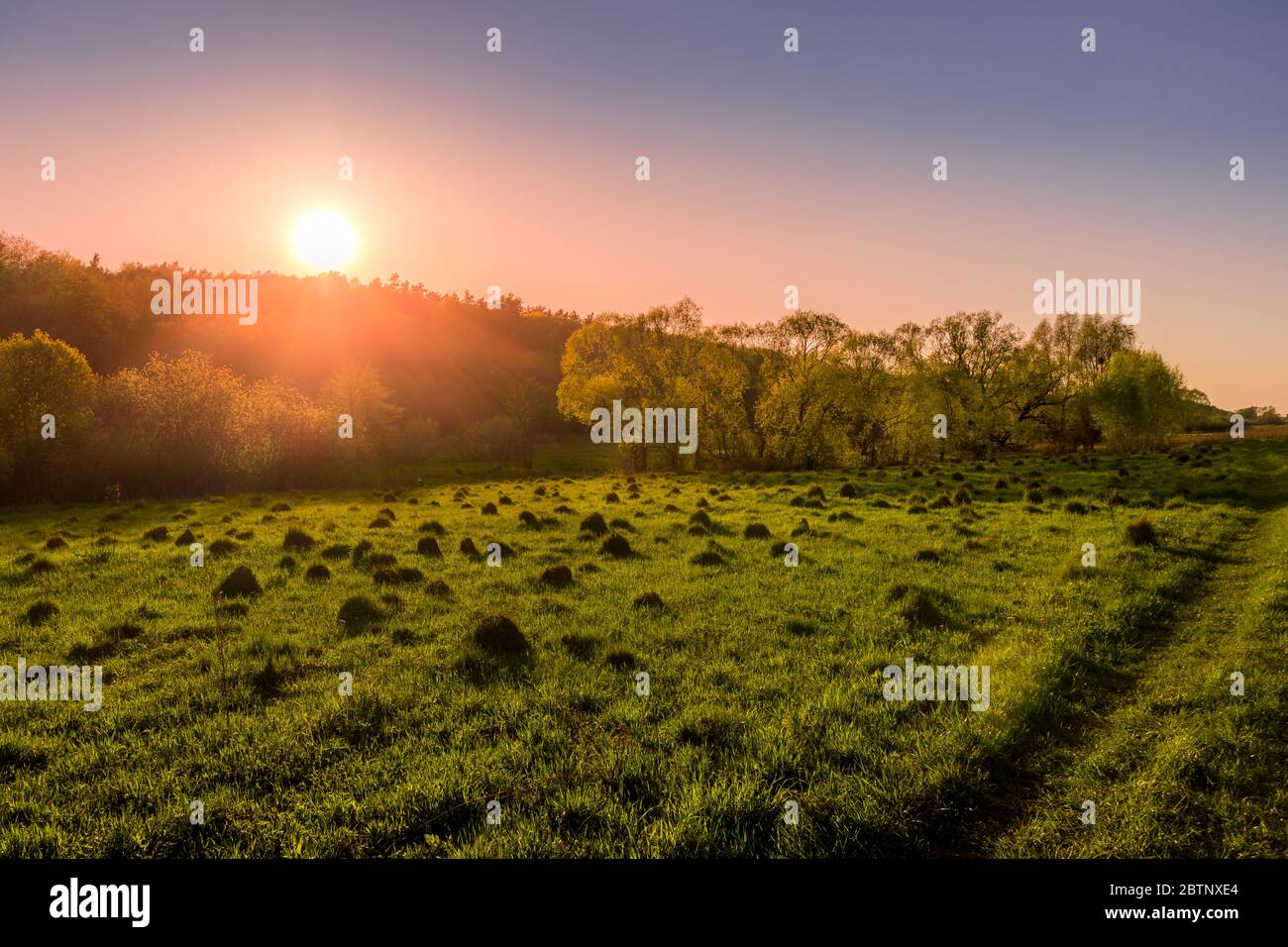 Sunset or dawn in a spring field with green grass, a path with tire ...