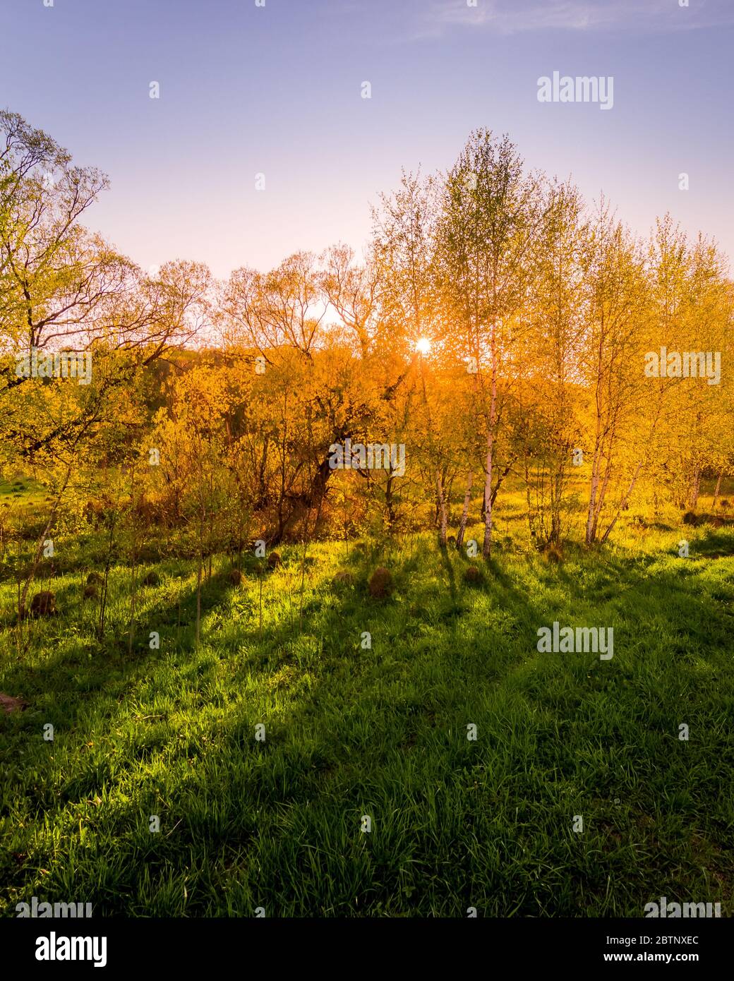 Sunset or dawn in a spring field with green grass, willows and a clear ...