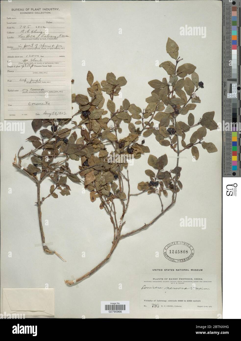 Lonicera nervosa Maxim Stock Photo - Alamy