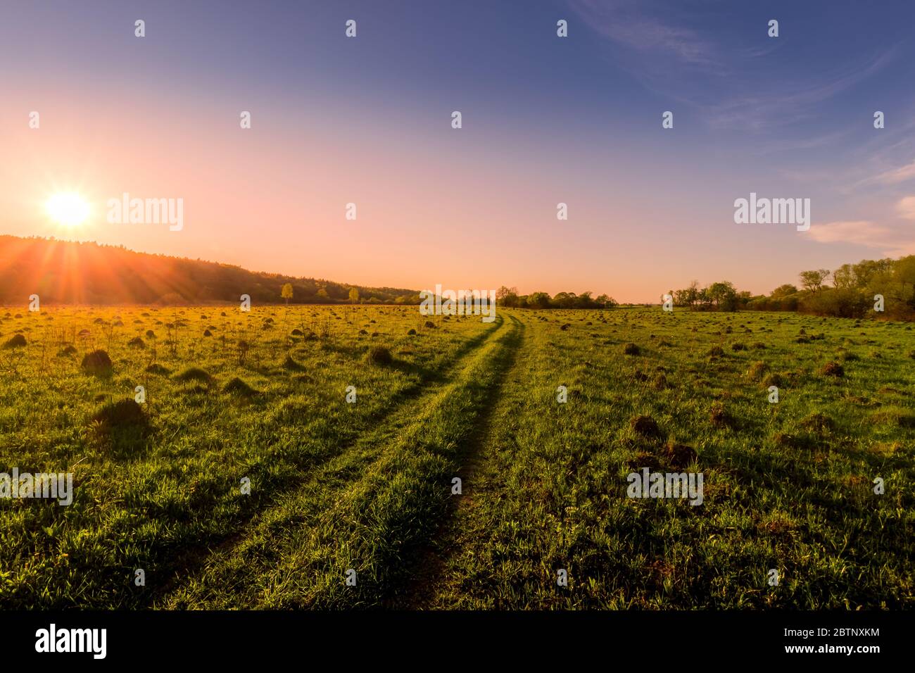 Sunset or dawn in a spring field with green grass, a path with tire ...