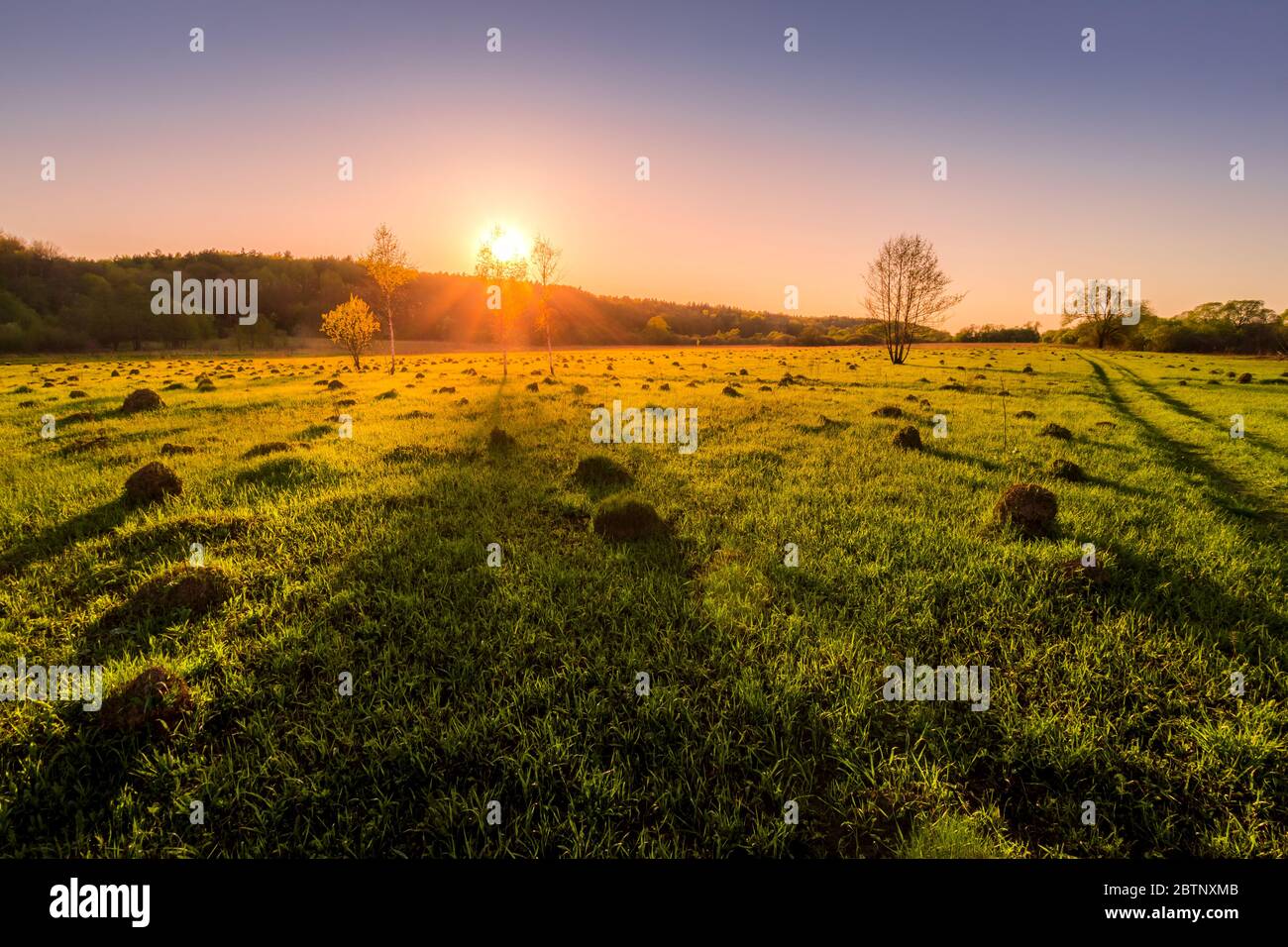 Sunset or dawn in a spring field with green grass, willows and a clear ...