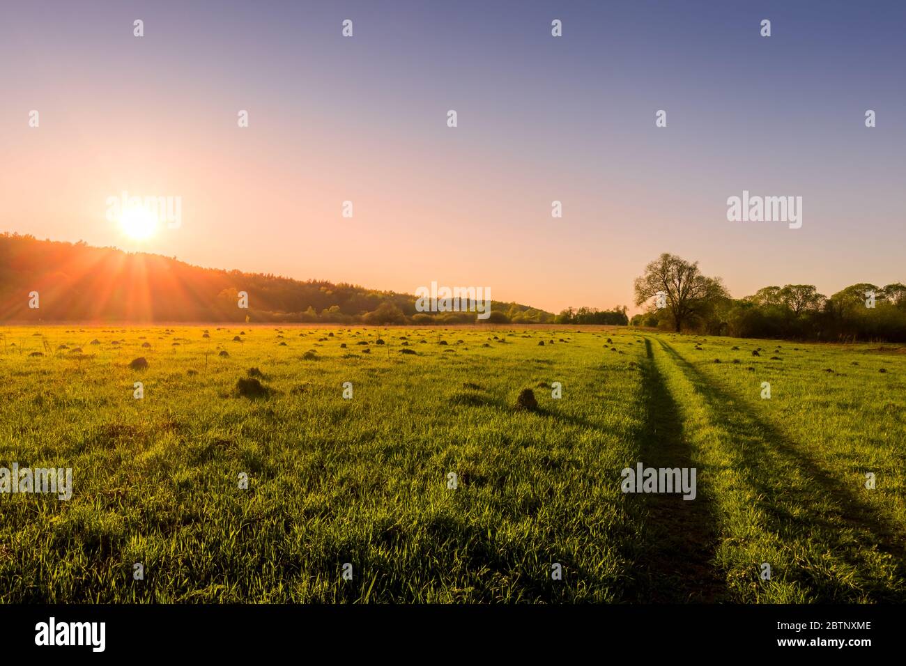 Sunset or dawn in a spring field with green grass, a path with tire ...
