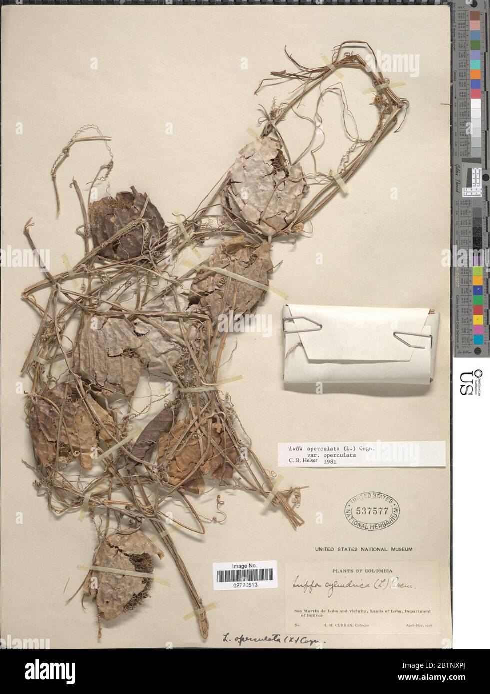 Luffa operculata L Cogn Stock Photo - Alamy