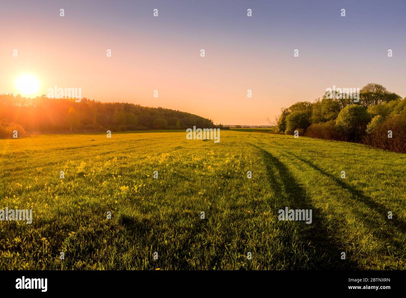 Sunset or dawn in a spring field with green grass, a path with tire ...