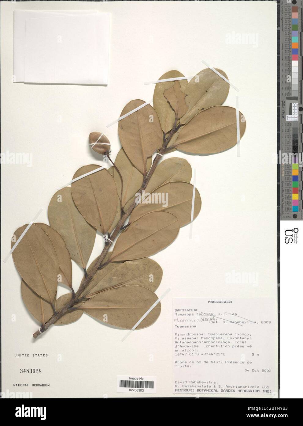 Mimusops coriacea hi-res stock photography and images - Alamy