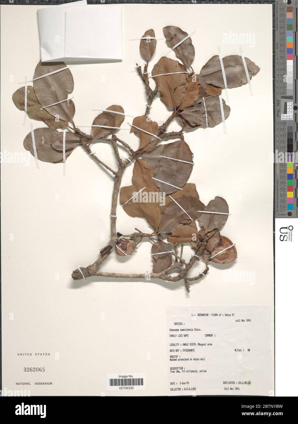 Somalensis hi-res stock photography and images - Alamy