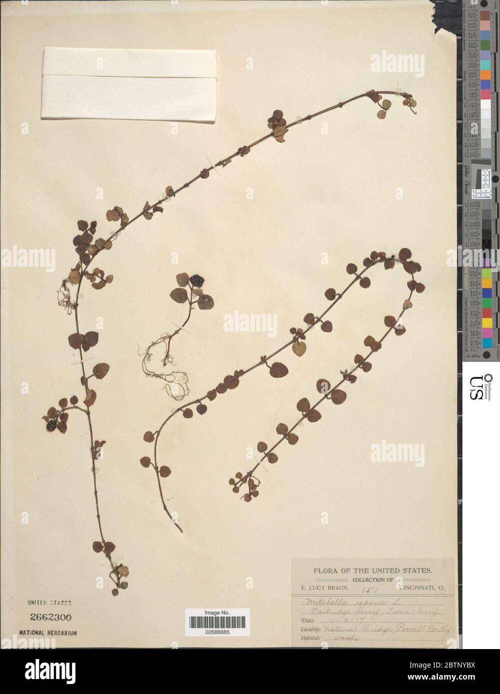 Mitchella repens hi-res stock photography and images - Alamy