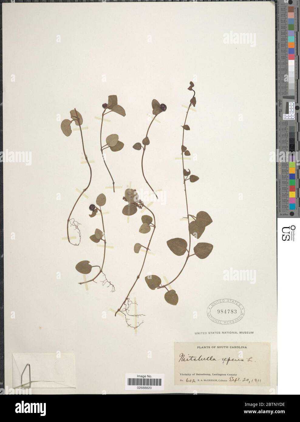 Plant mitchella repens hi-res stock photography and images - Alamy