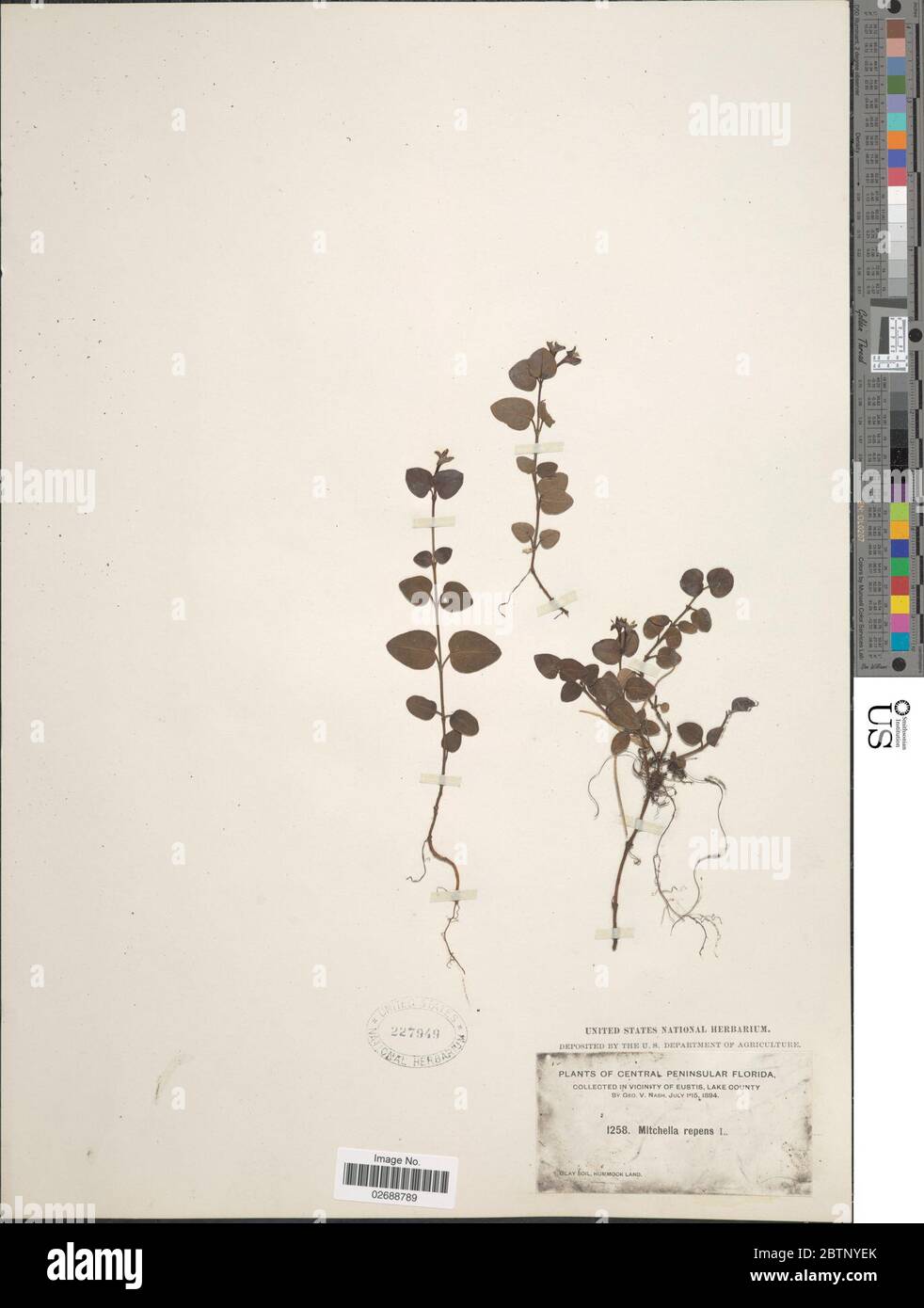Plant mitchella repens hi-res stock photography and images - Alamy
