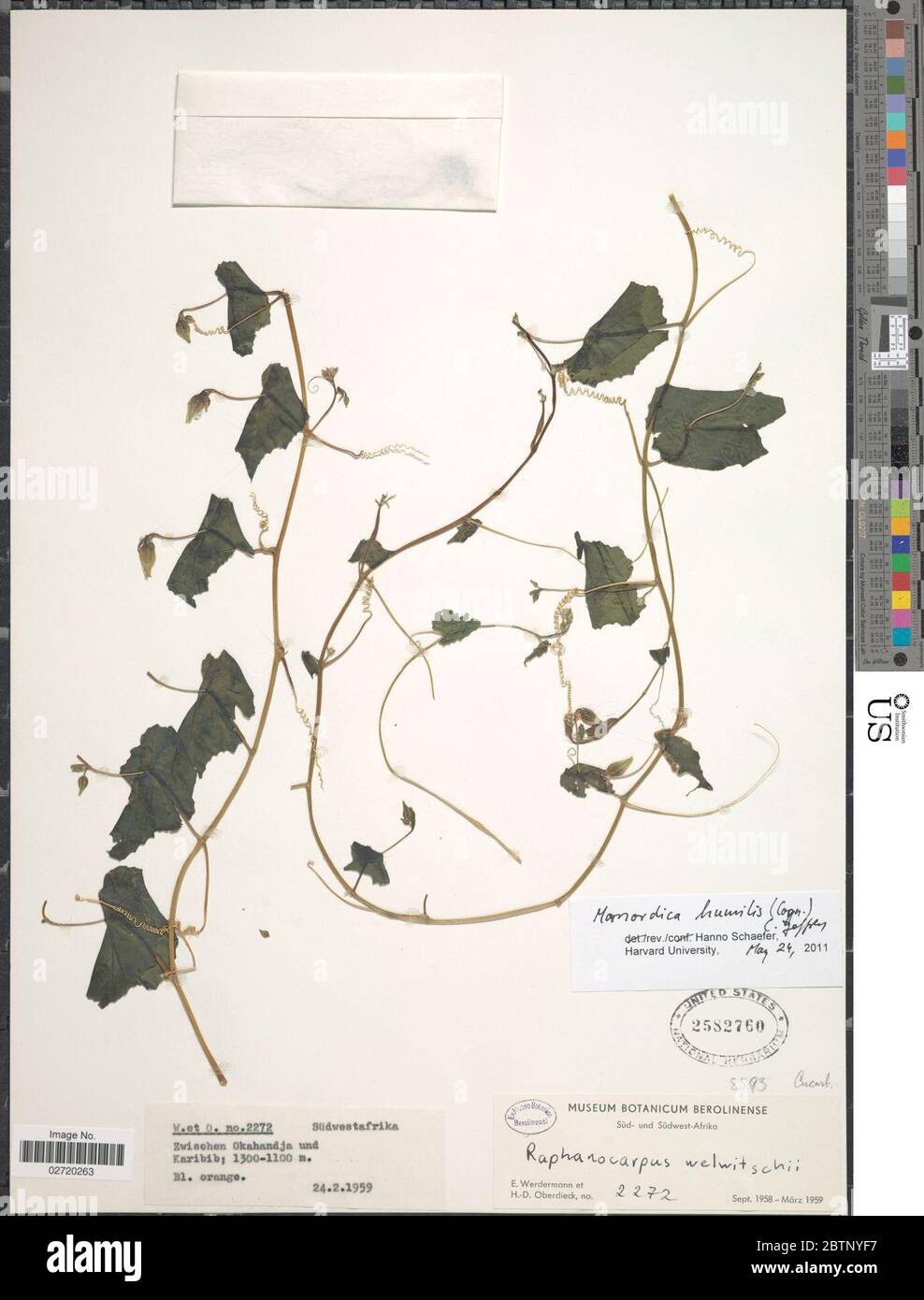 C humilis hi-res stock photography and images - Alamy