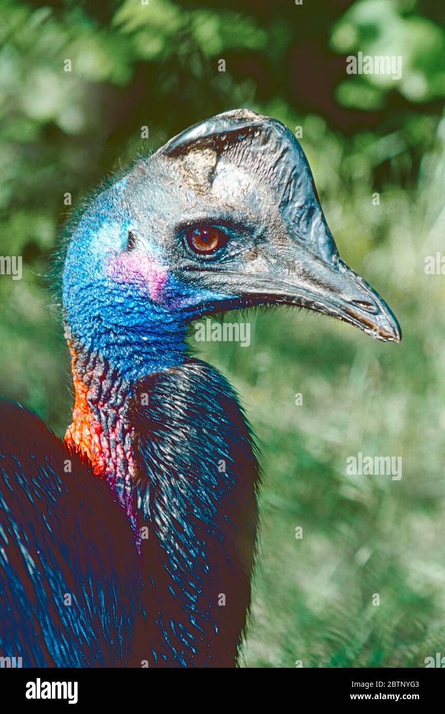 Dwarf Cassowary