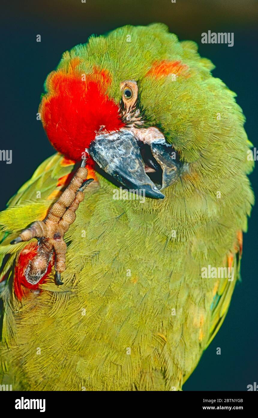 Red-fronted Macaw, (Ara rubrogenys,) head-scratching. Critically ...