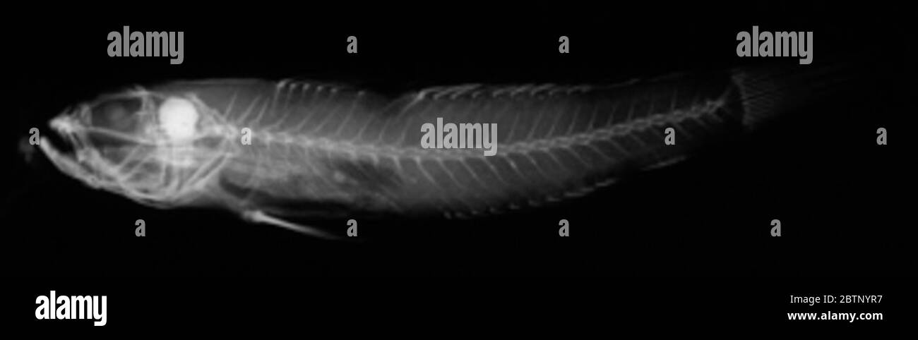 Opua hi-res stock photography and images - Alamy