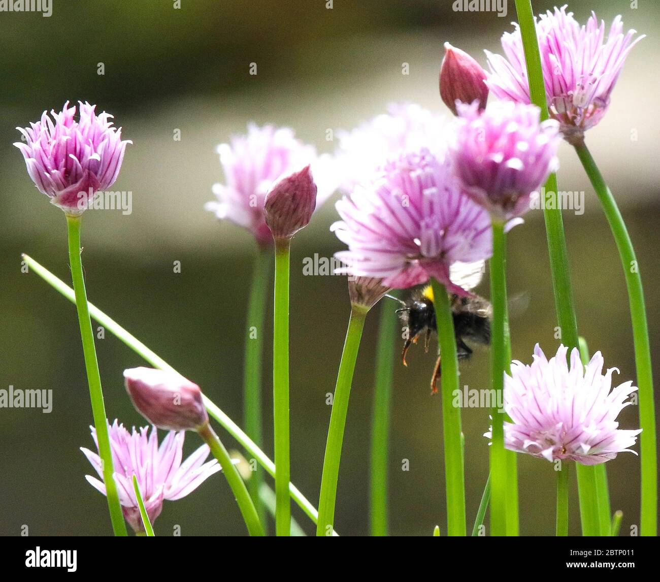 Magheralin, County Armagh, Northern Ireland. 27 May 2020. UK weather ...
