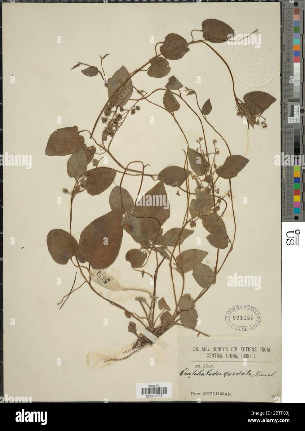 Omphalodes cordata Hemsl Stock Photo - Alamy