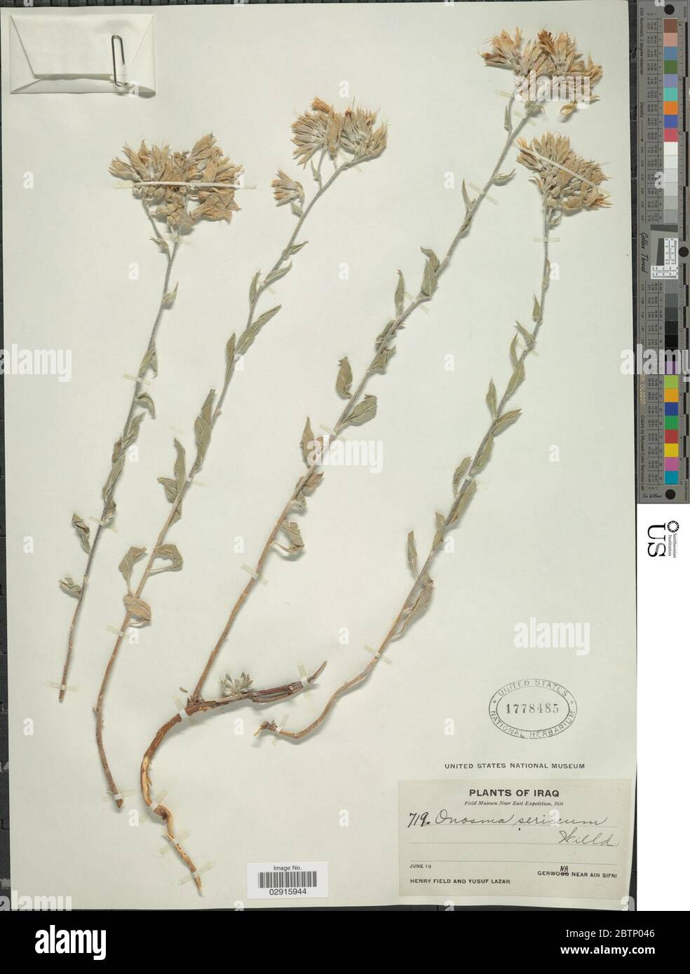 Onosma sericea Willd Stock Photo - Alamy