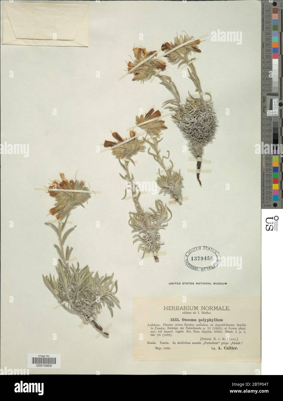 Onosma polyphylla Ledeb Stock Photo - Alamy