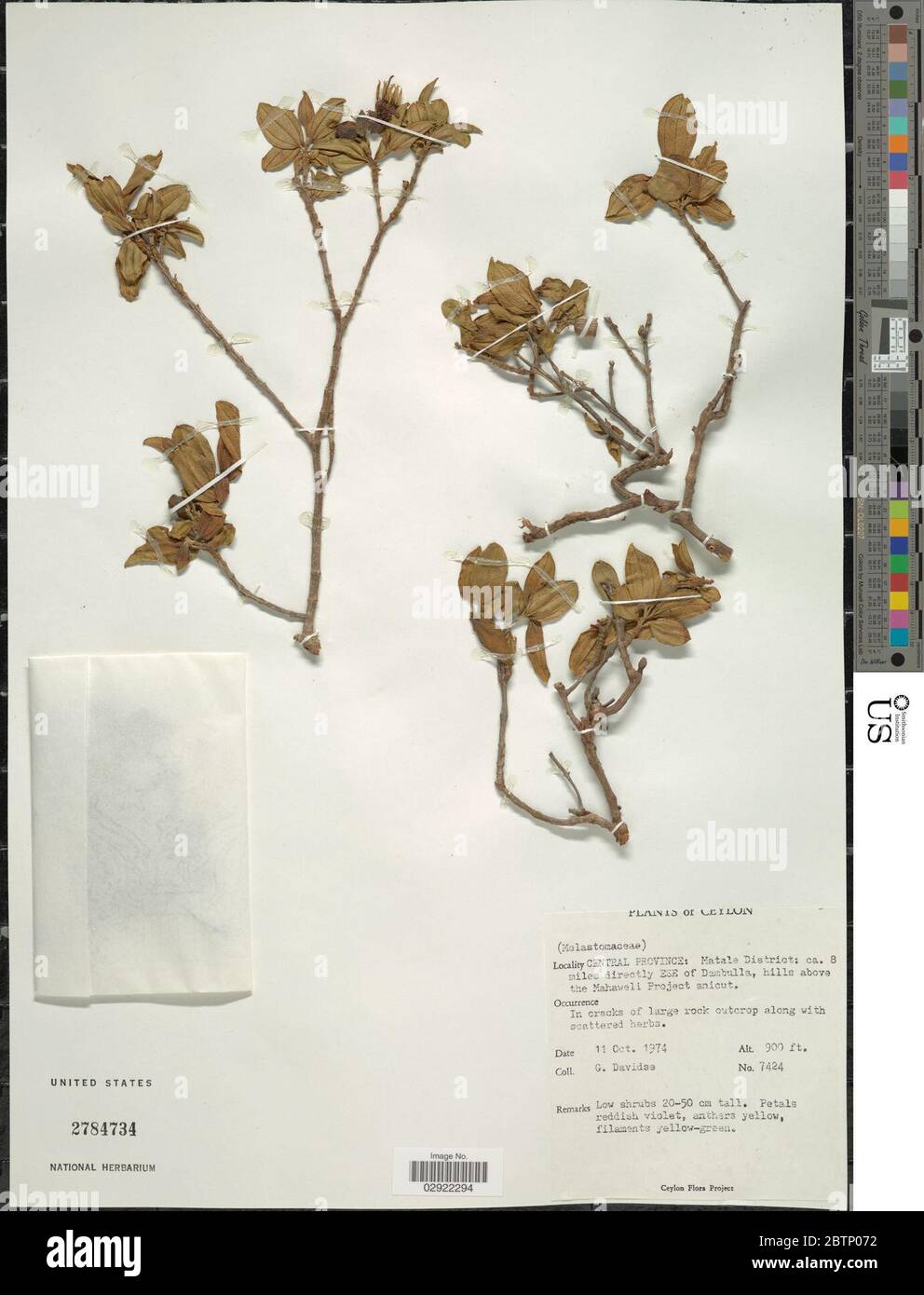 Osbeckia hi-res stock photography and images - Alamy