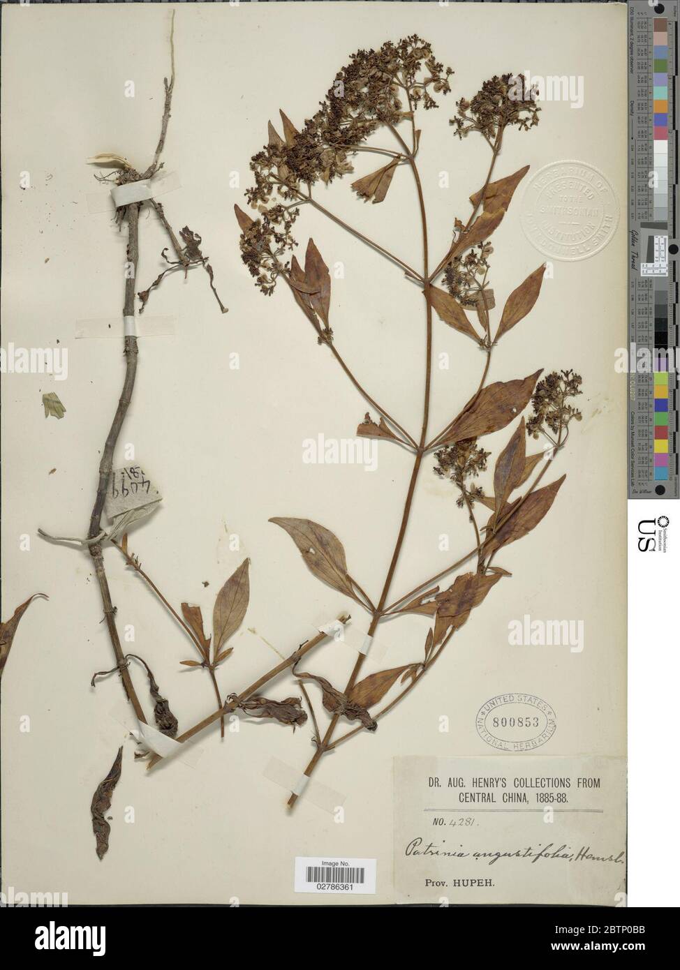 Patrinia angustifolia Hemsl Stock Photo - Alamy