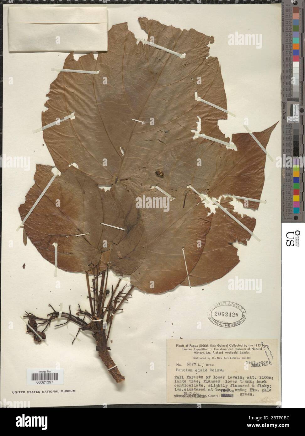 Pangium hi-res stock photography and images - Alamy