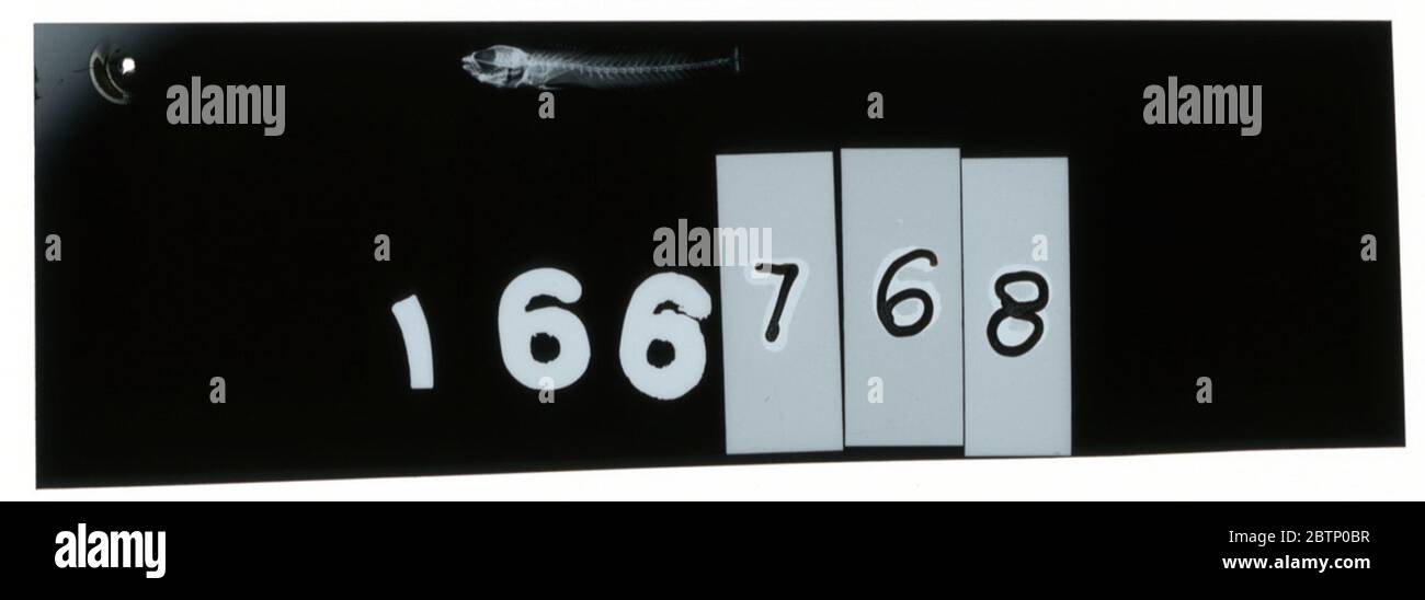 Species label Cut Out Stock Images & Pictures - Alamy