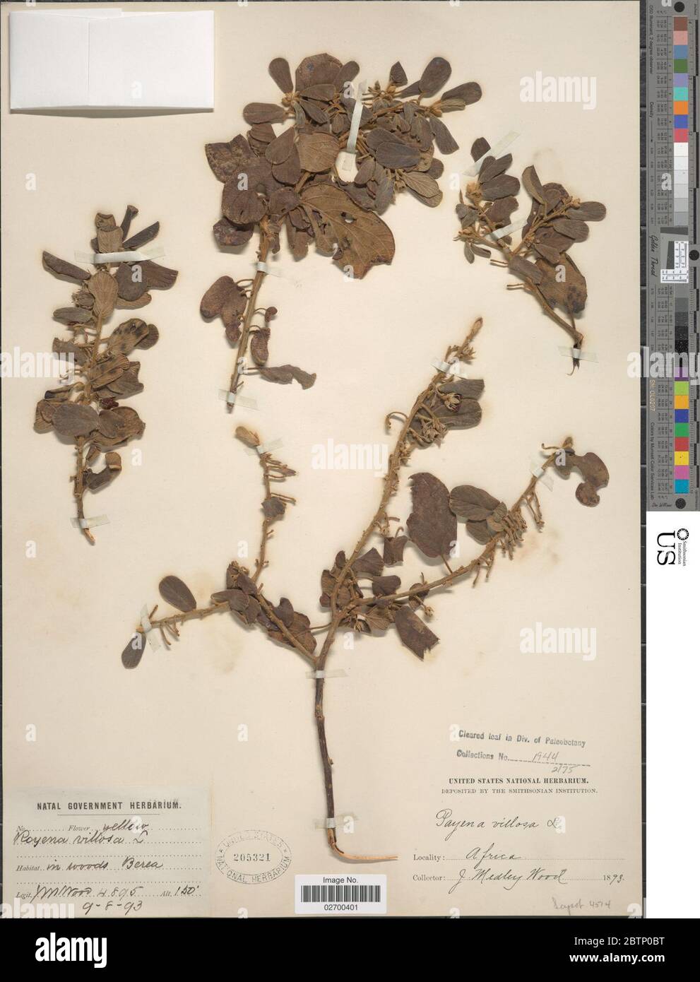 Payena villosa ined Stock Photo - Alamy