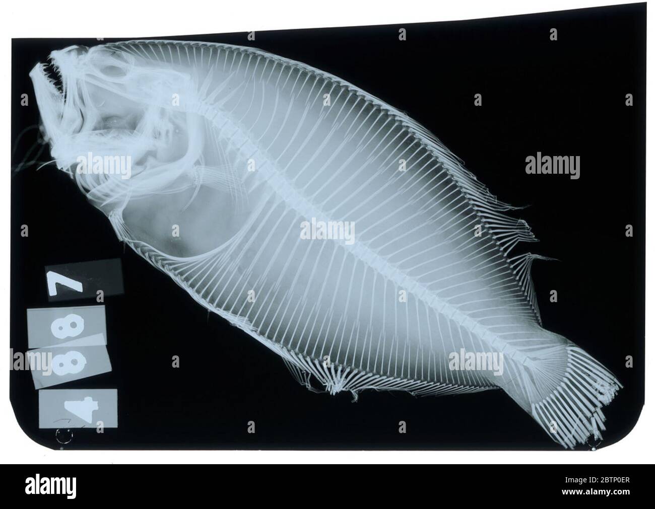 Paralichthys hi-res stock photography and images - Alamy