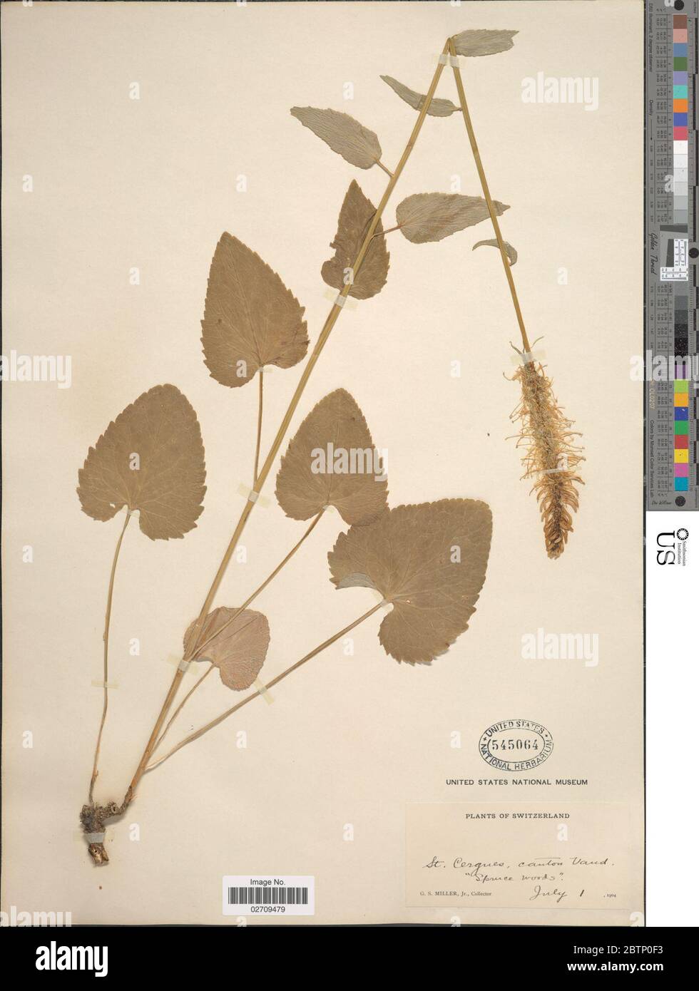 Phyteuma genus hi-res stock photography and images - Alamy