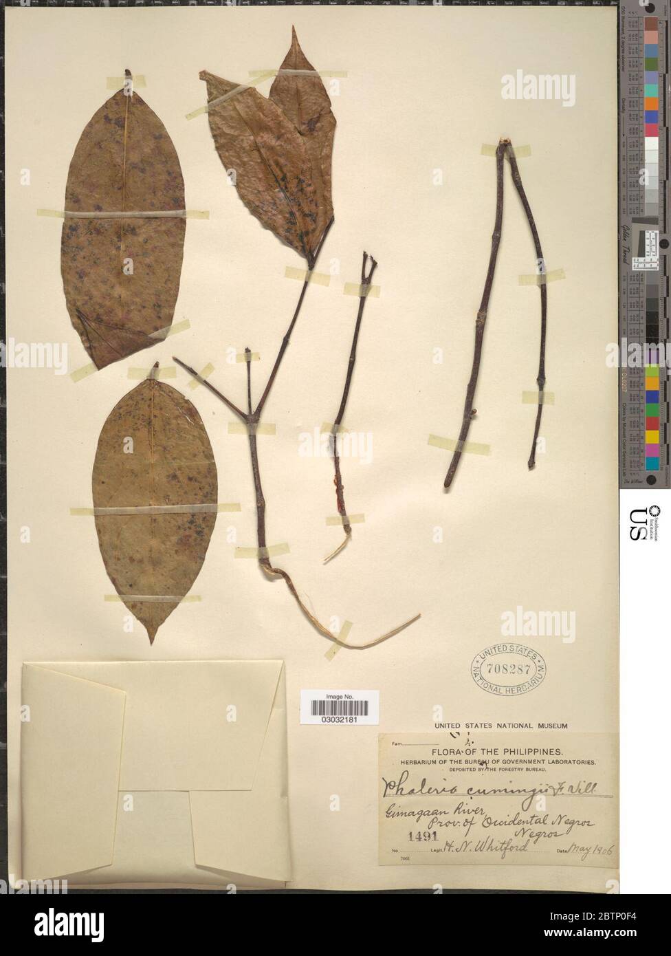 Phaleria hi-res stock photography and images - Alamy