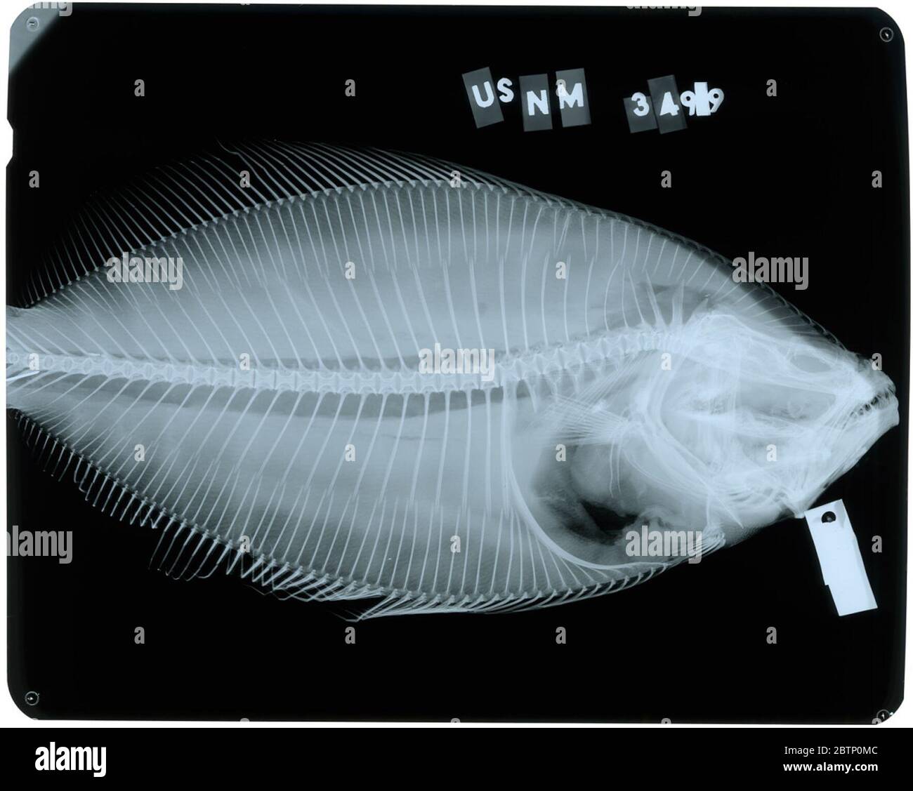 Paralichthys hi-res stock photography and images - Alamy