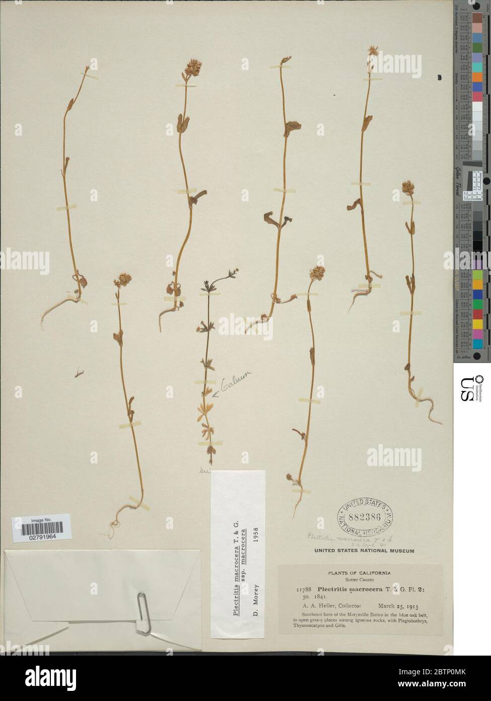 Macrocera hi-res stock photography and images - Alamy