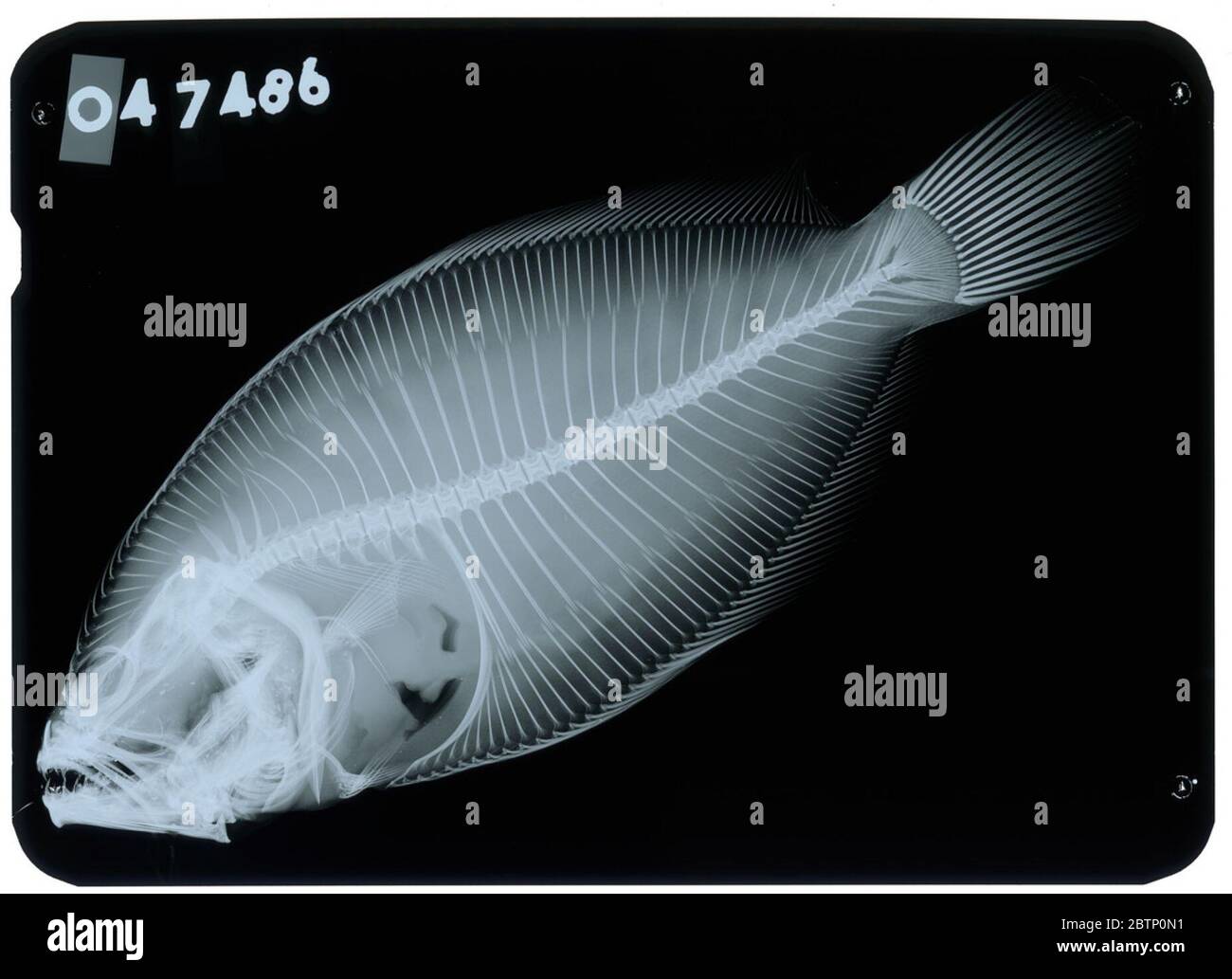 Paralichthys hi-res stock photography and images - Alamy
