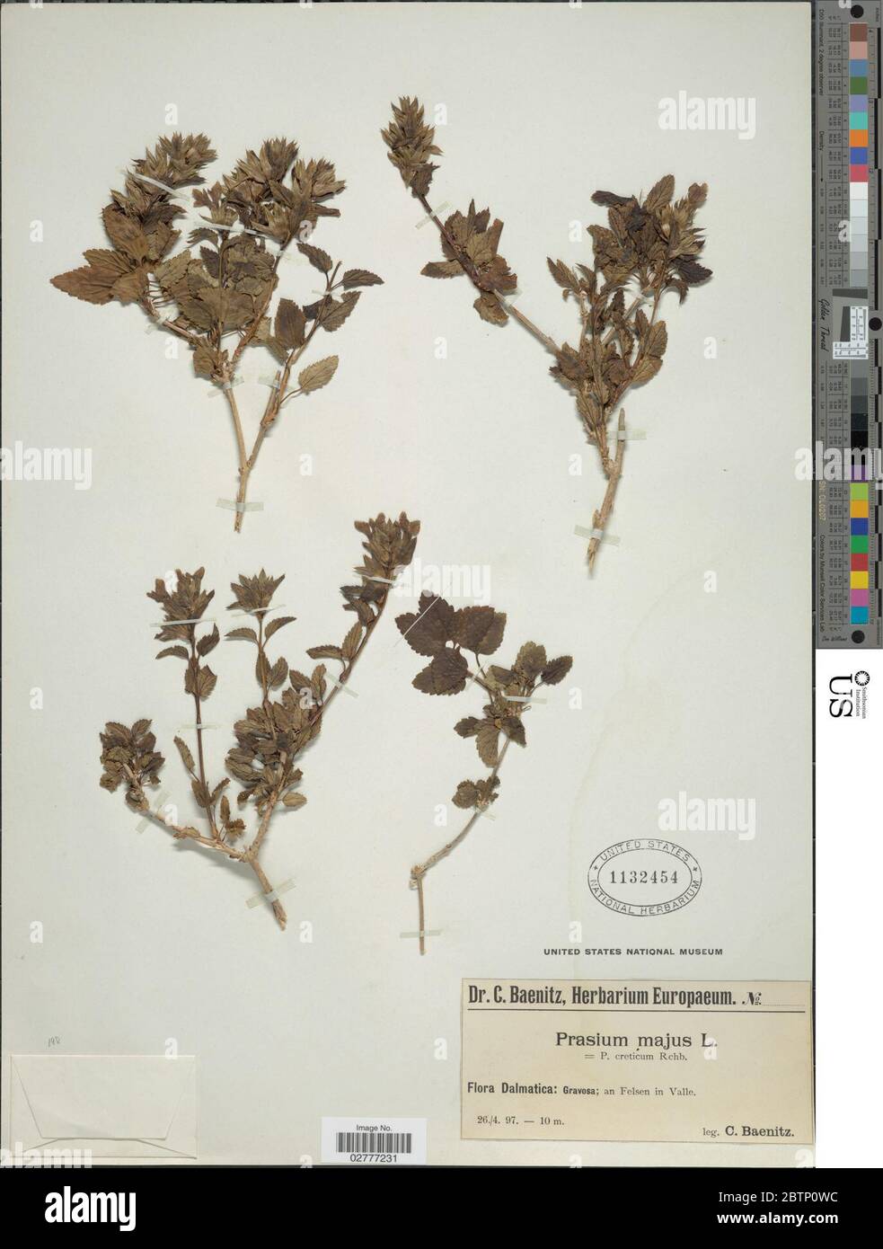 Prasium majus hi-res stock photography and images - Alamy