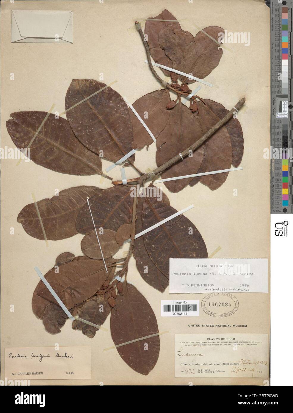 Lucuma tree hi-res stock photography and images - Alamy