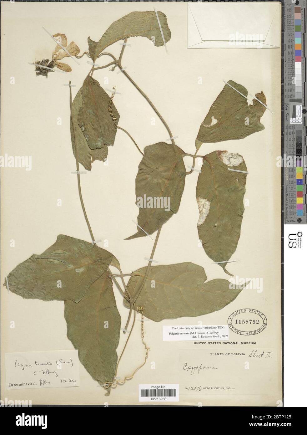 Psiguria ternata M Roem C Jeffrey Stock Photo - Alamy