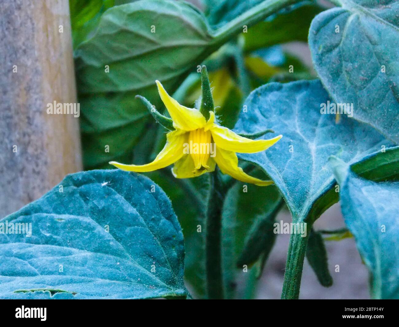 Beauty of tomato flower hi-res stock photography and images - Alamy