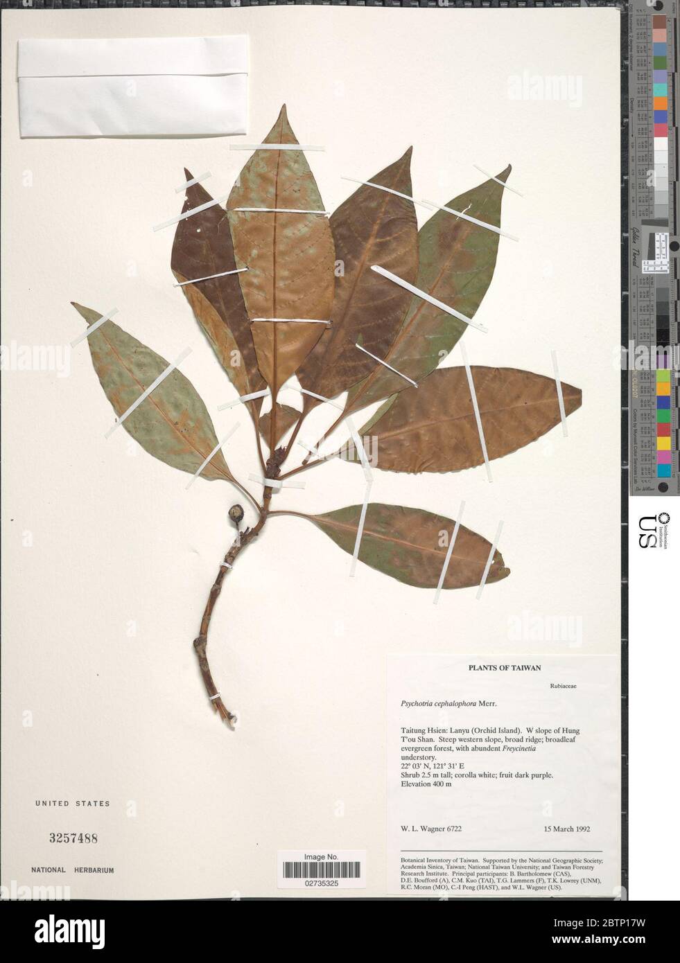 Cephalophora hi-res stock photography and images - Alamy