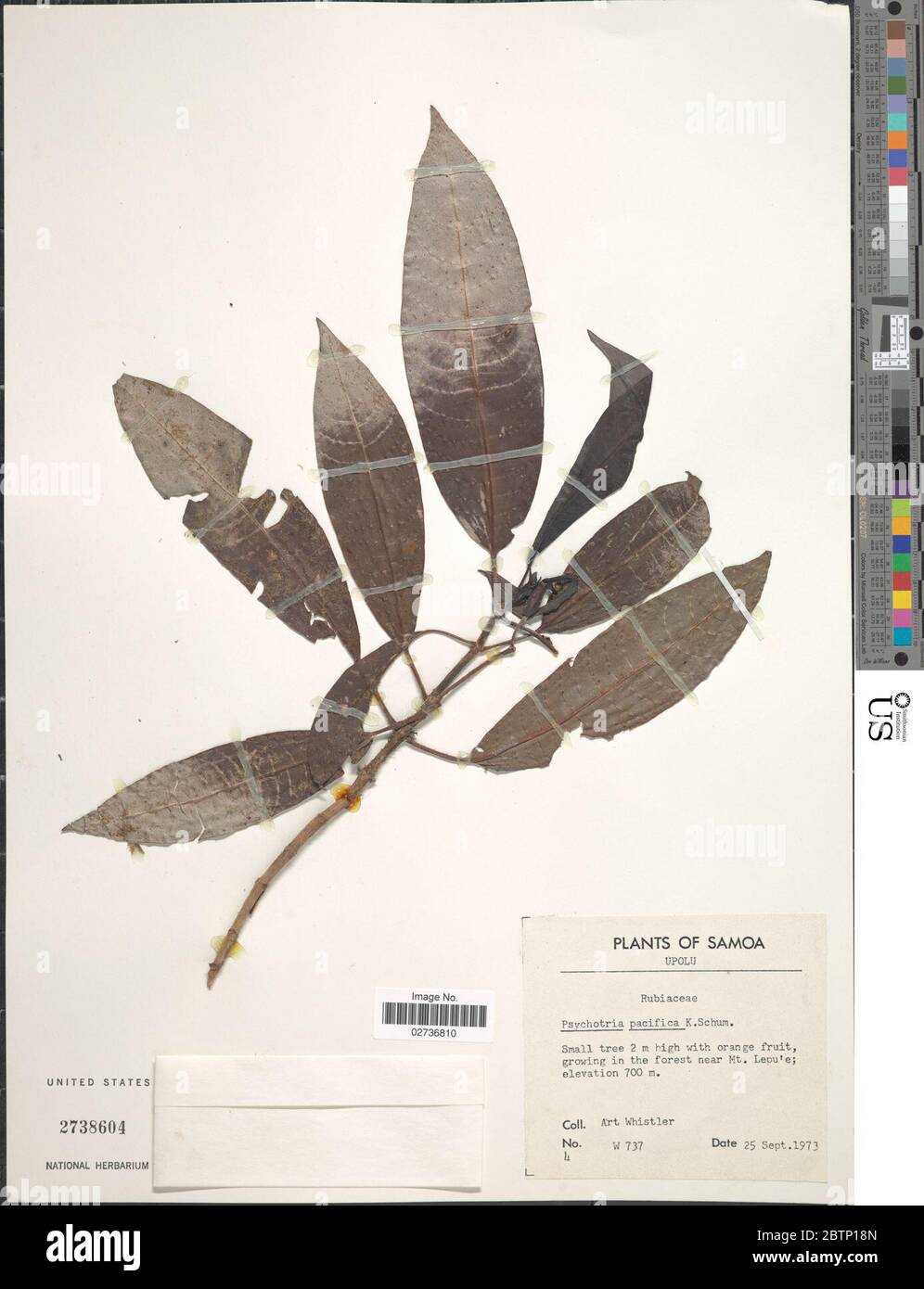 Psychotria pacifica K Schum Stock Photo - Alamy
