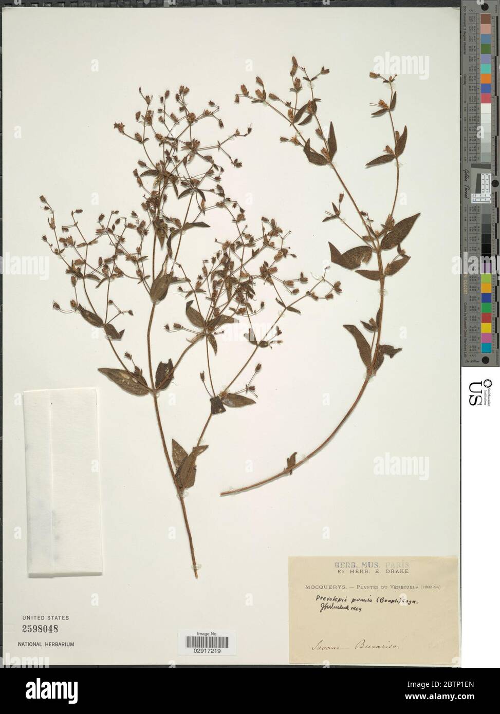 Pterolepis pumila Bonpl DC ex Crueg Stock Photo - Alamy