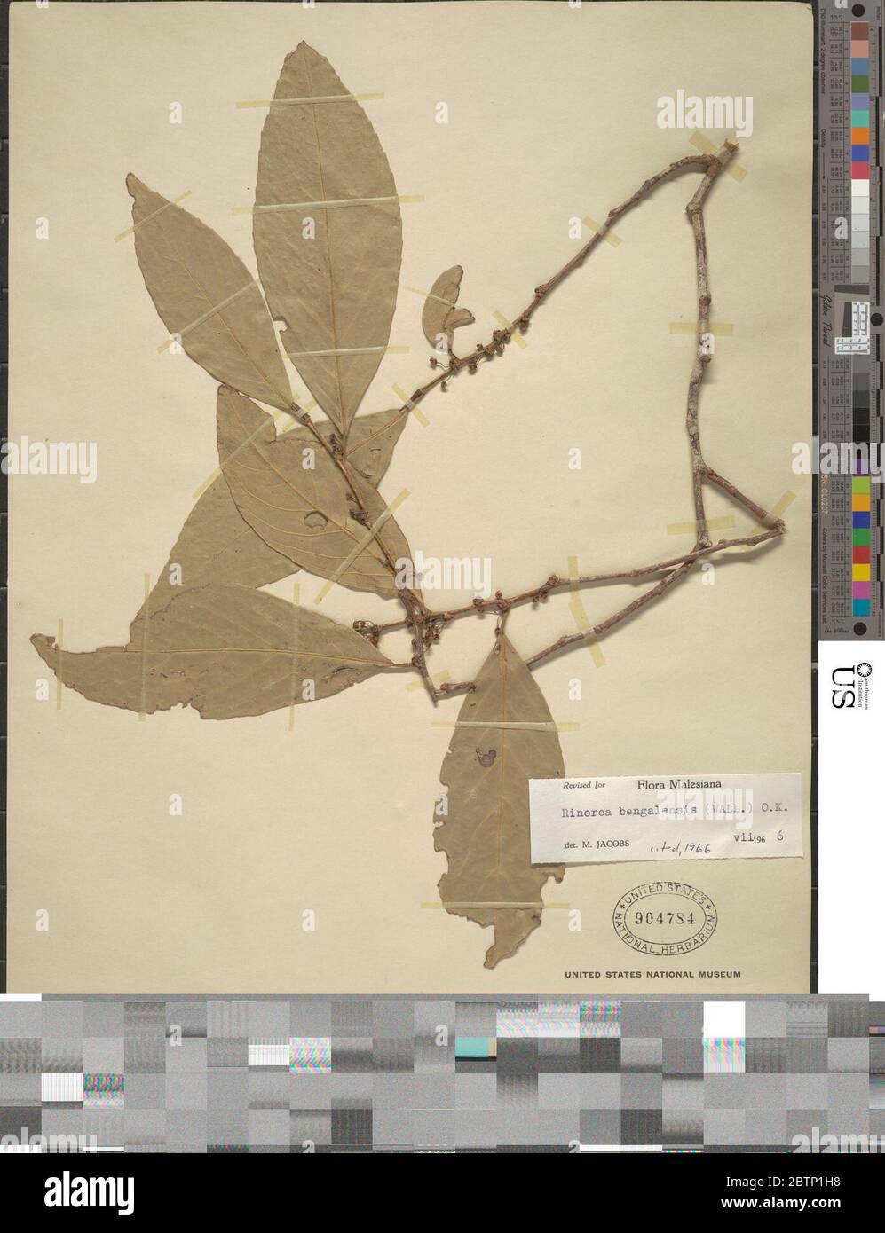 Rinorea bengalensis Wall Kuntze Stock Photo - Alamy