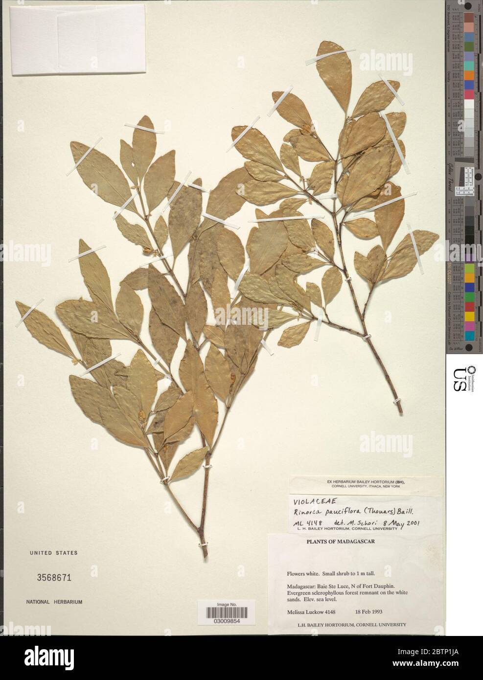 Rinorea pauciflora Thouars Baill Stock Photo - Alamy