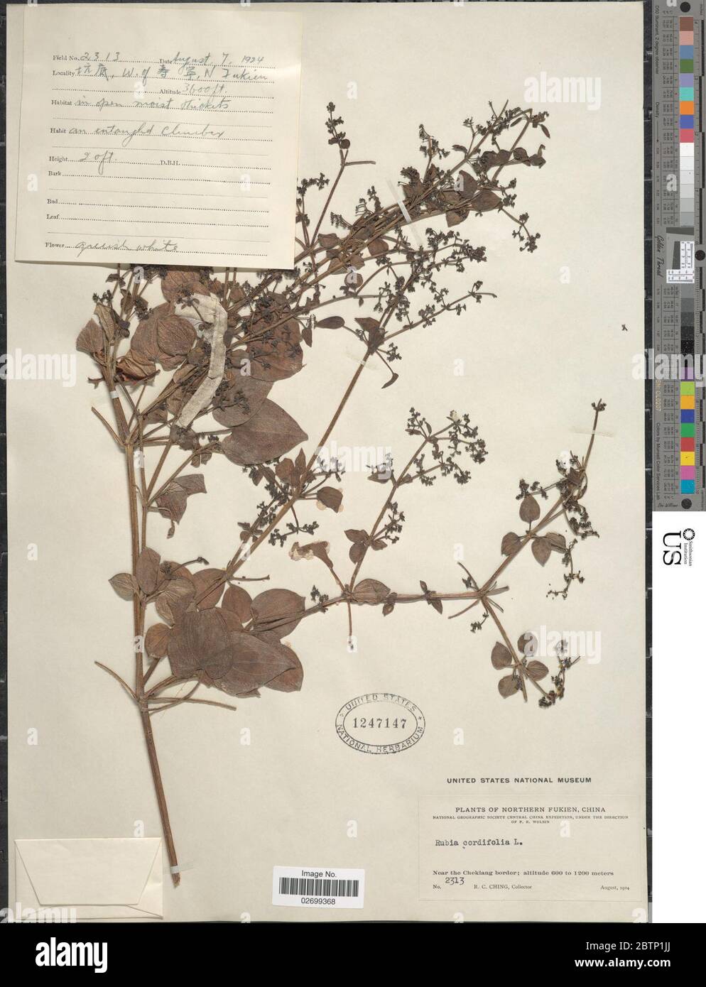Rubia akane Nakai Stock Photo - Alamy