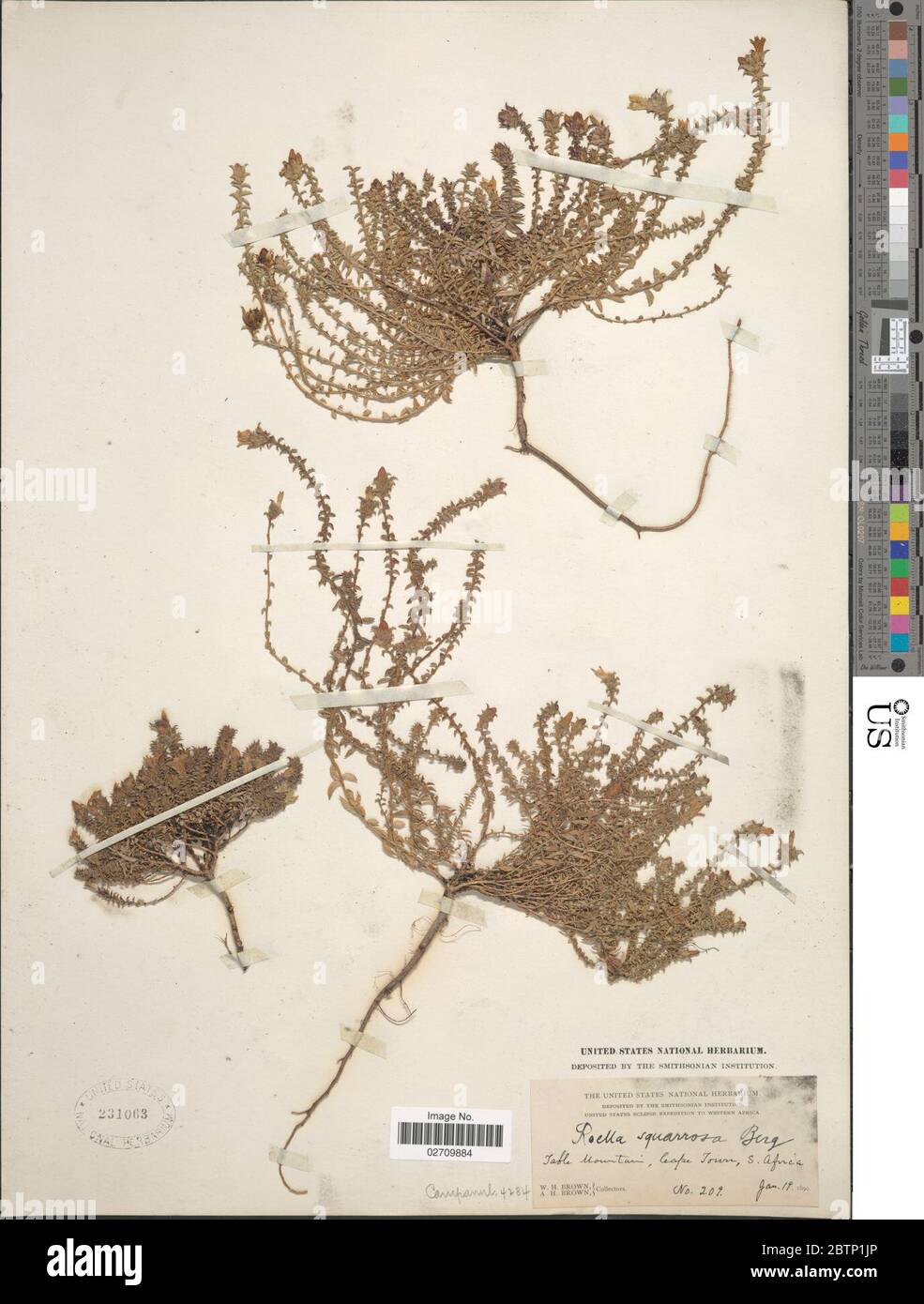 Roella squarrosa PJ Bergius Stock Photo - Alamy