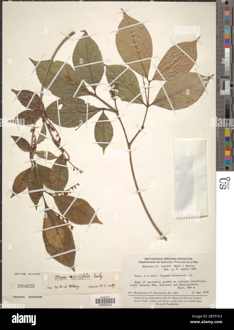 Rinorea viridifolia Rusby Stock Photo - Alamy