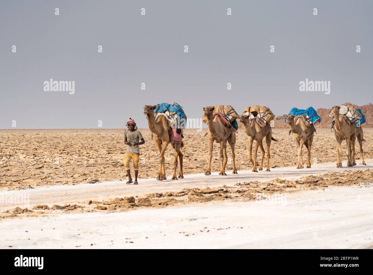 Afar camel hi-res stock photography and images - Alamy