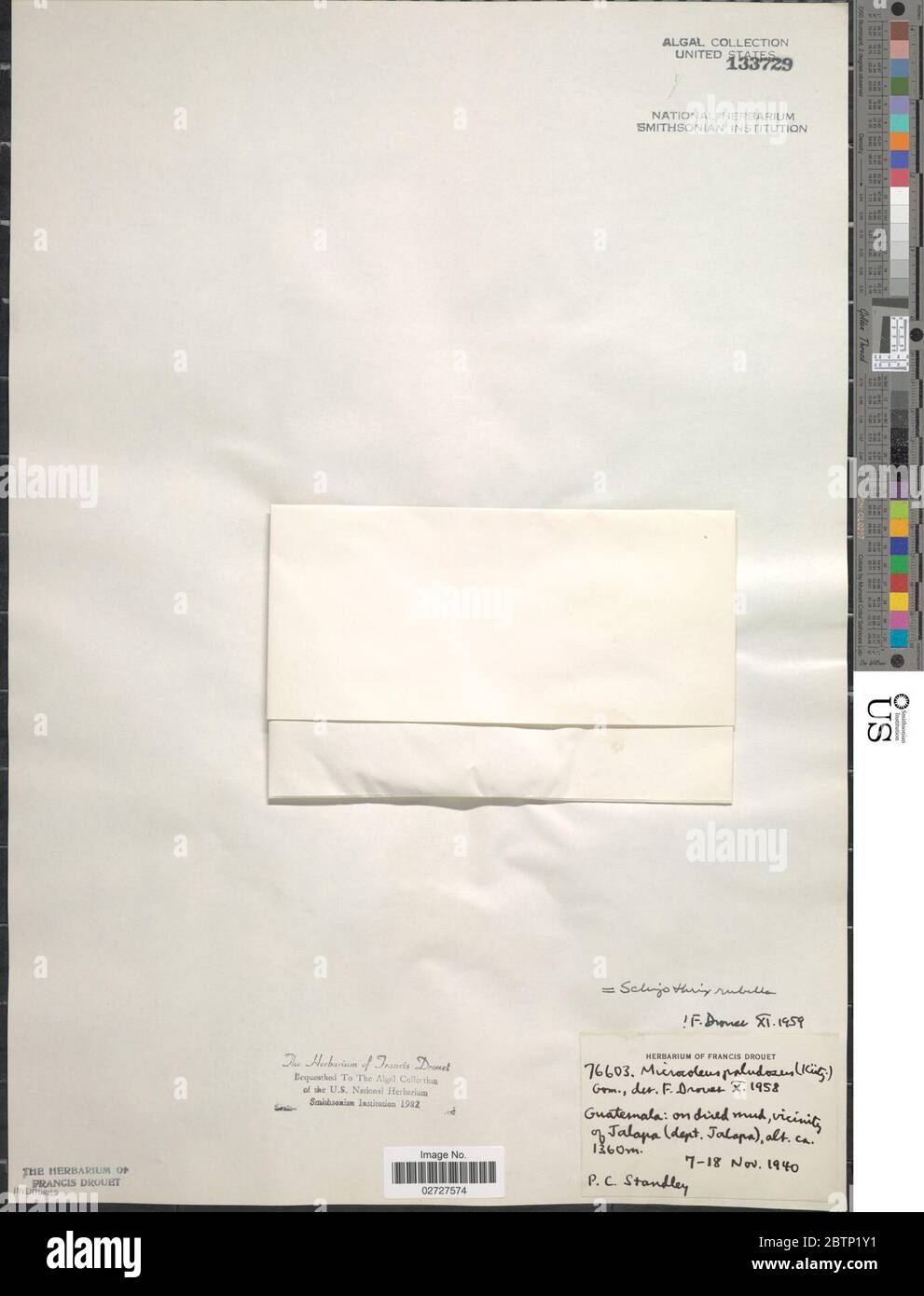 Schizothrix hi-res stock photography and images - Alamy