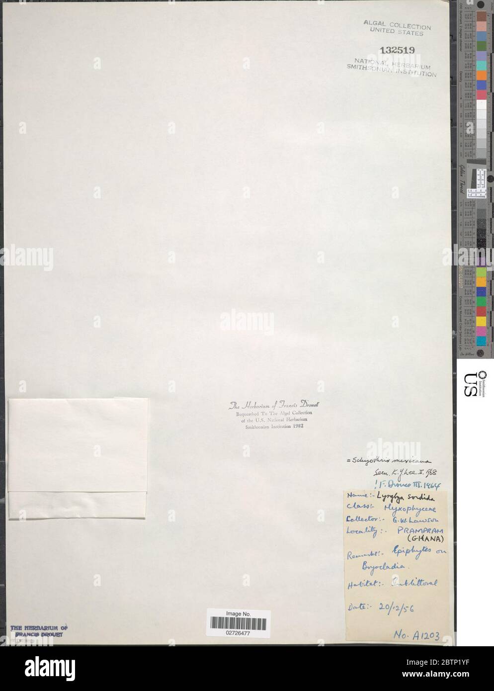 Schizothrix mexicana Gomont Stock Photo - Alamy